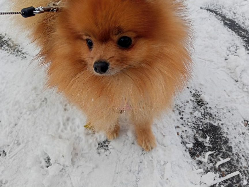 Померанский шпиц