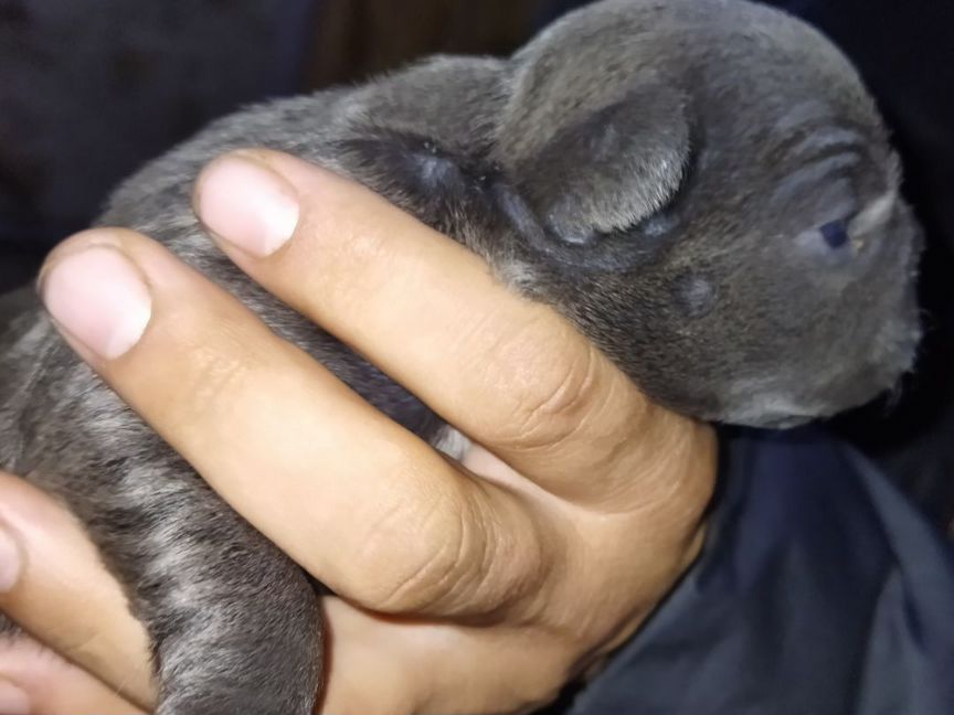 Эксклюзивные бульдожки