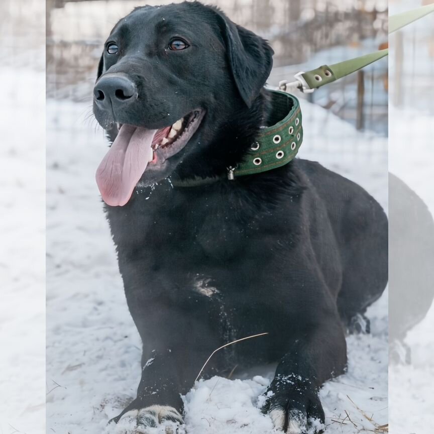 Взрослая собака в добрые руки