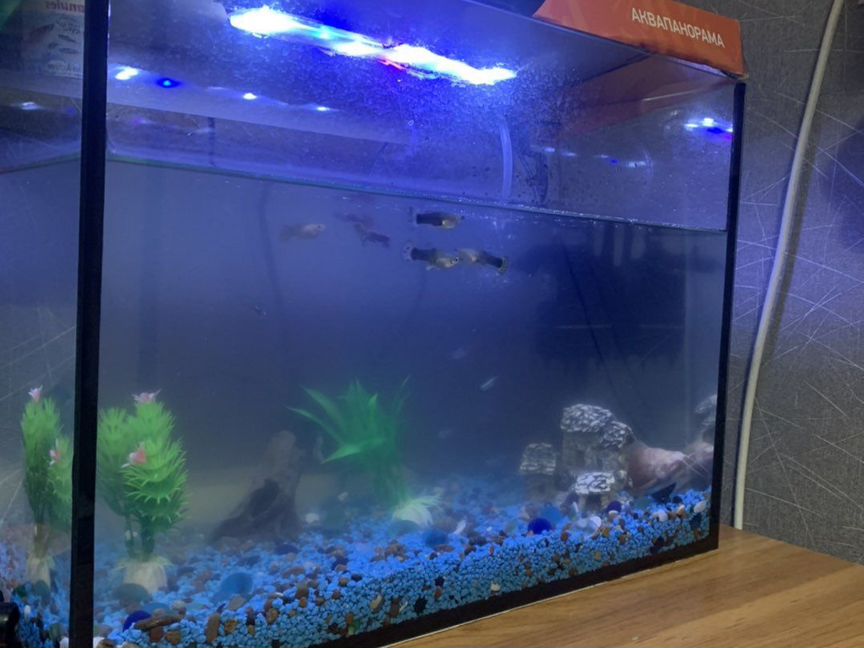 Аквариум и все для аквариума
