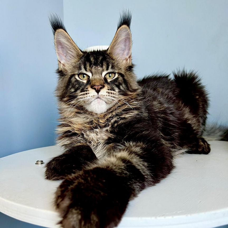 Мейн-кун котёнок