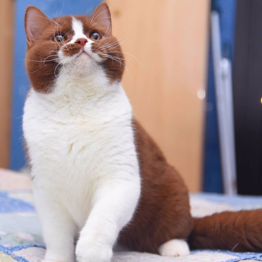 Британский короткошёрстный котёнок