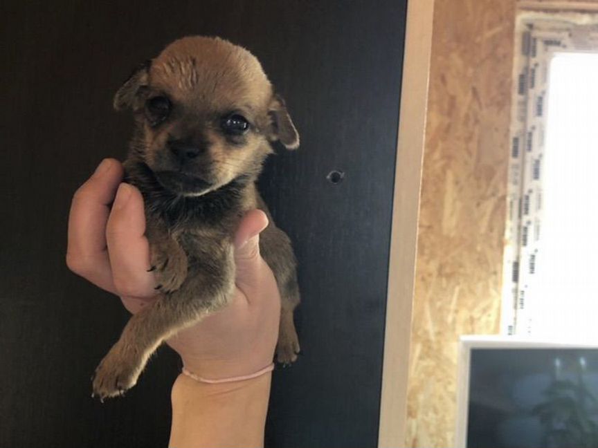 Чихуахуа мини