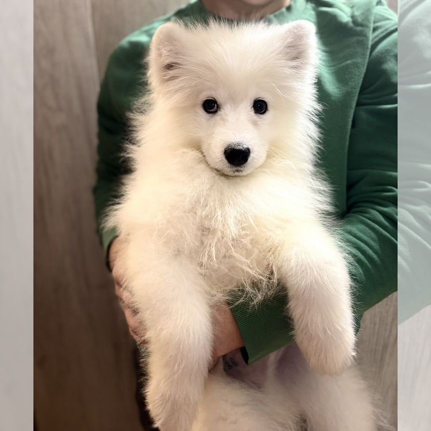 Самоедская собака, щенок