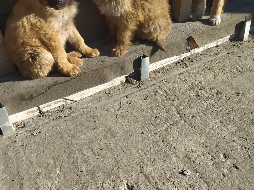 Щенки немецкой овчарки в добрые руки