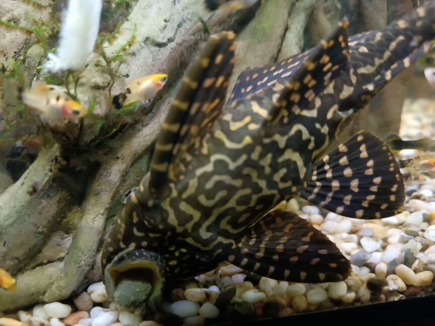 Птеригоплихт Сом