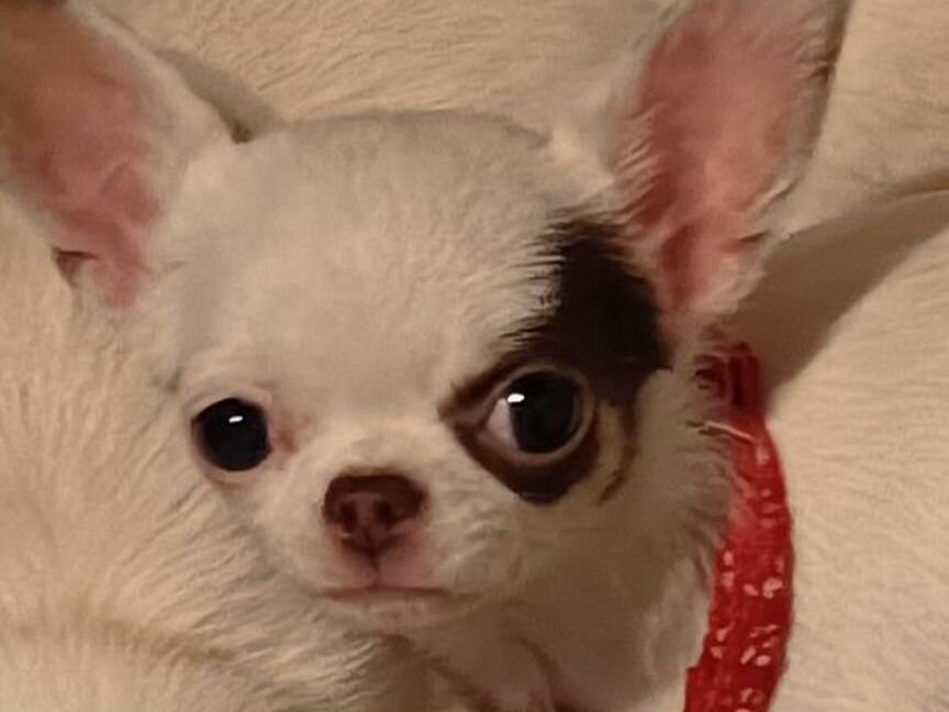 Чихуахуа мини