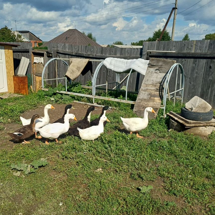 Домашний птицы