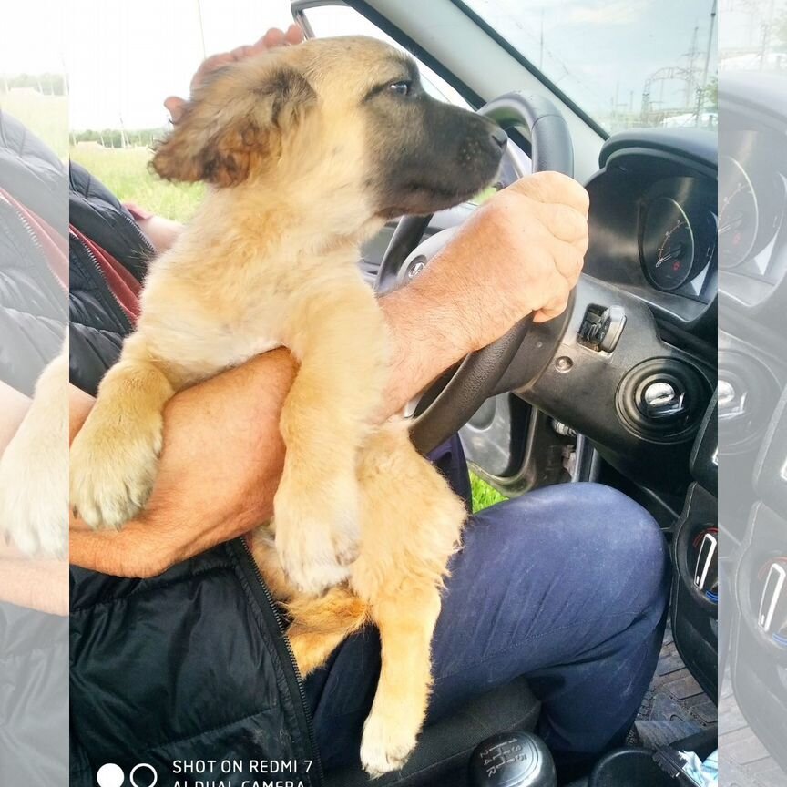 Щенок в добрые руки