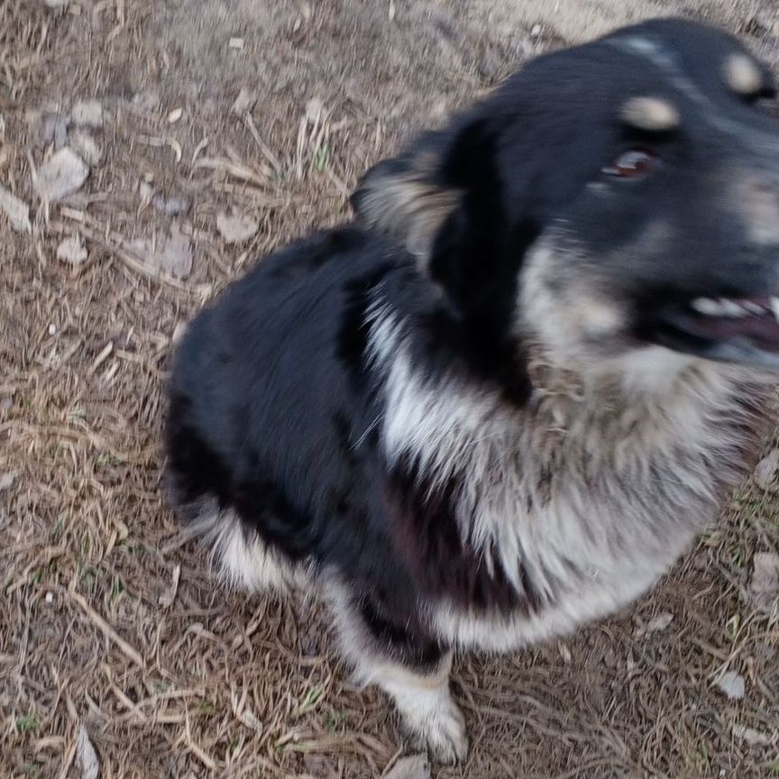 Бордер-колли, щенок