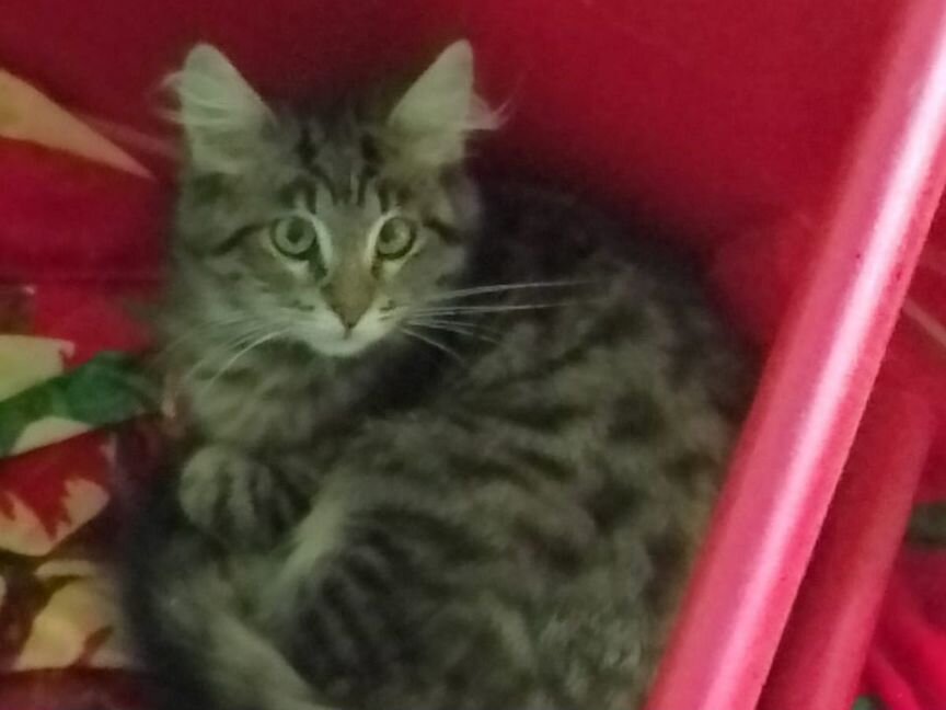 Котенок в добрые руки