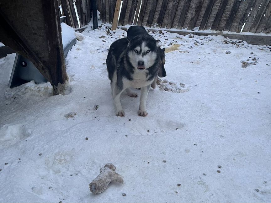 Собаки бесплатно в добрые руки
