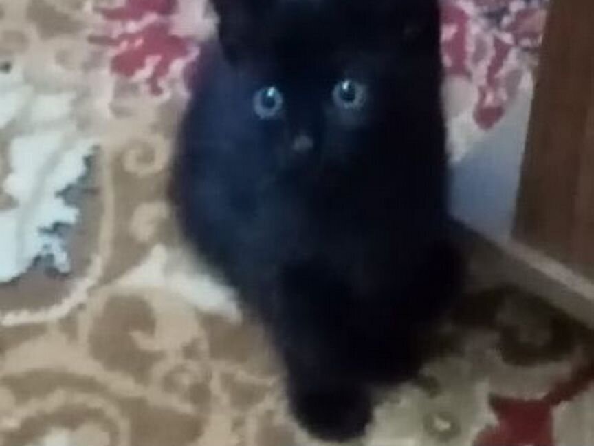 Черная кошечка