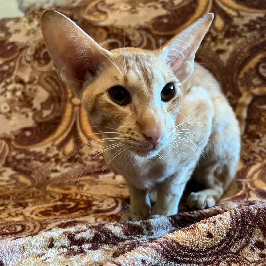 Ориентальный котик