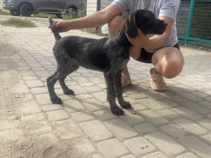 Щенки дратхаара