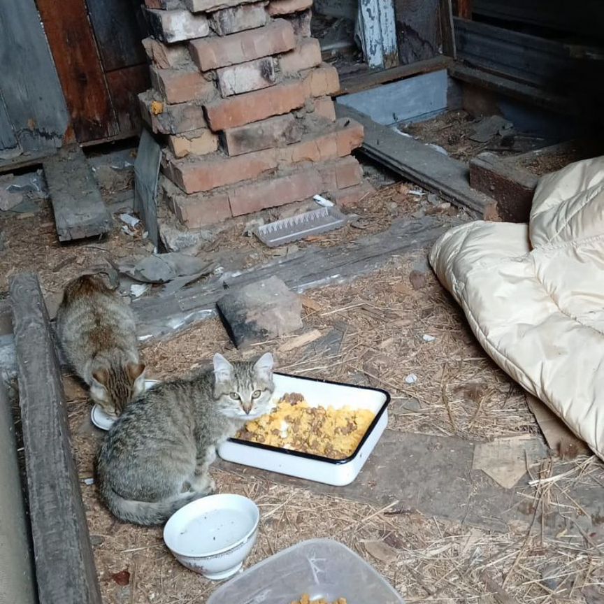 Помогите дачным котятам выжить