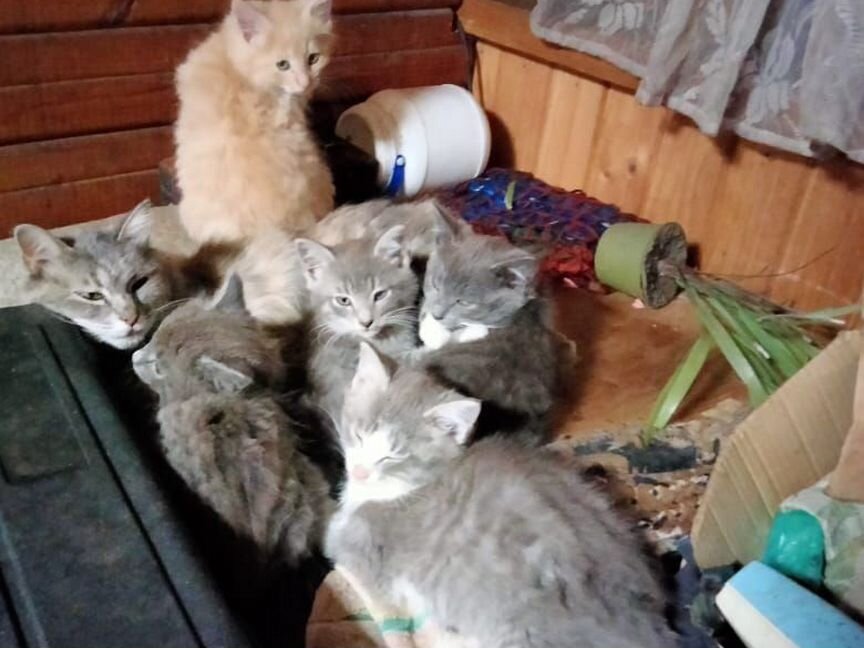 Котята бобтейл бесплатно