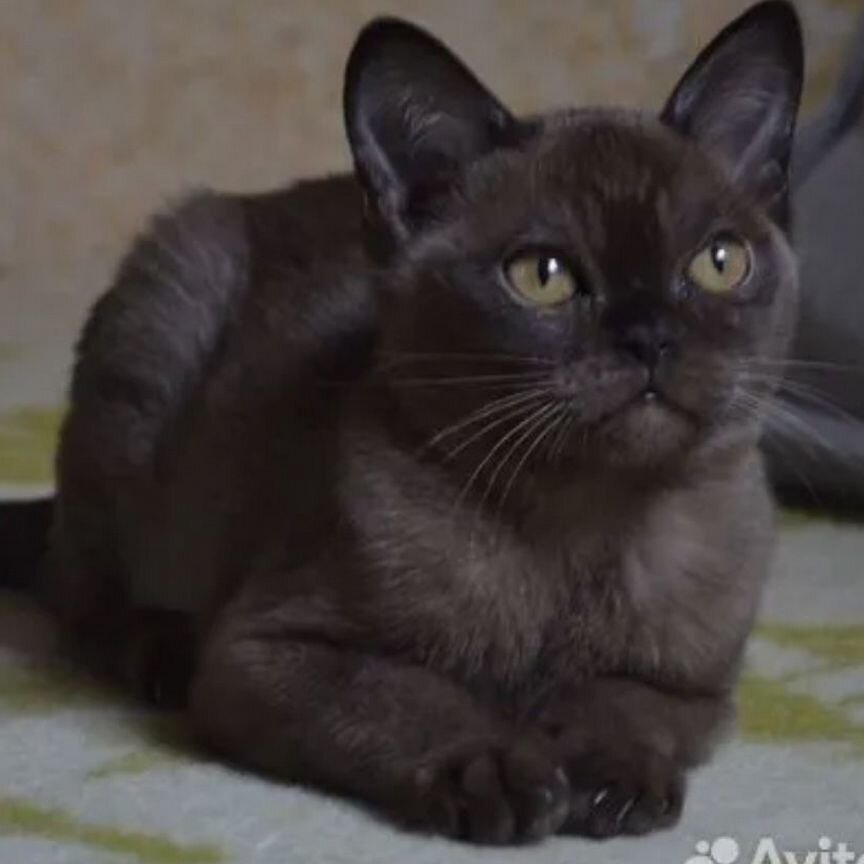 Европейский бурманский котёнок