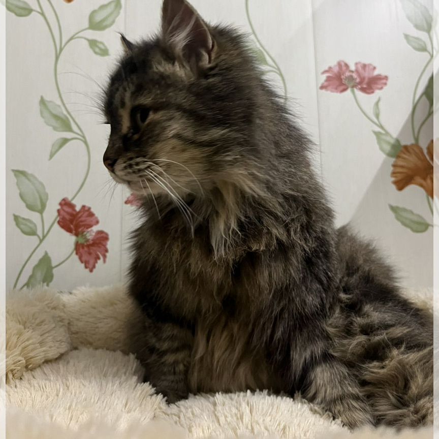 Американский бобтейл длинношёрстный, взрослая кошка