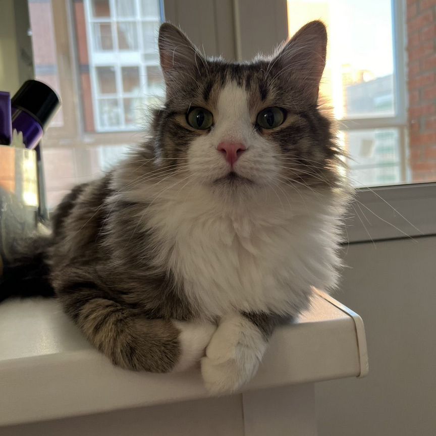 Кот