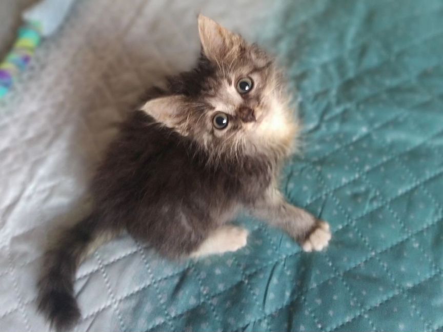Котик 2 месяца в добрые руки