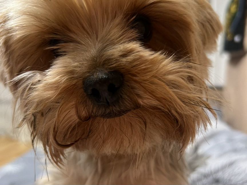 Йоркширский терьер