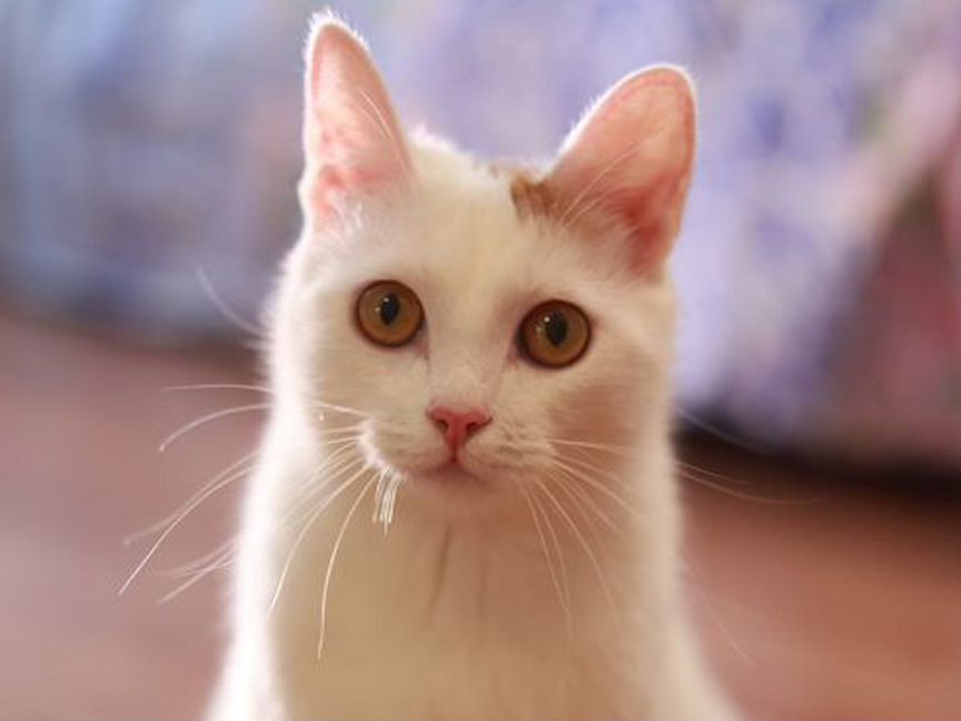 Кот живёт на передержке, нужен дом (милое видео)