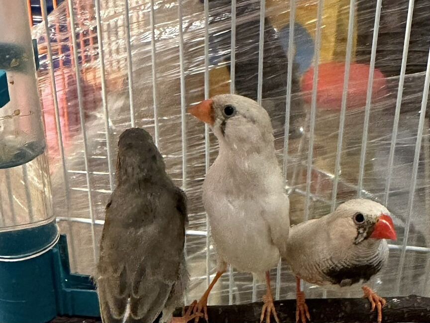 Зебровые амадины птенцы