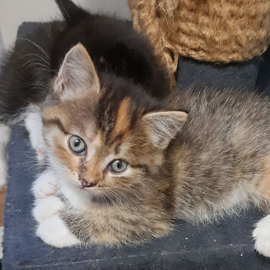 Котята в добрые руки бесплатно девочка