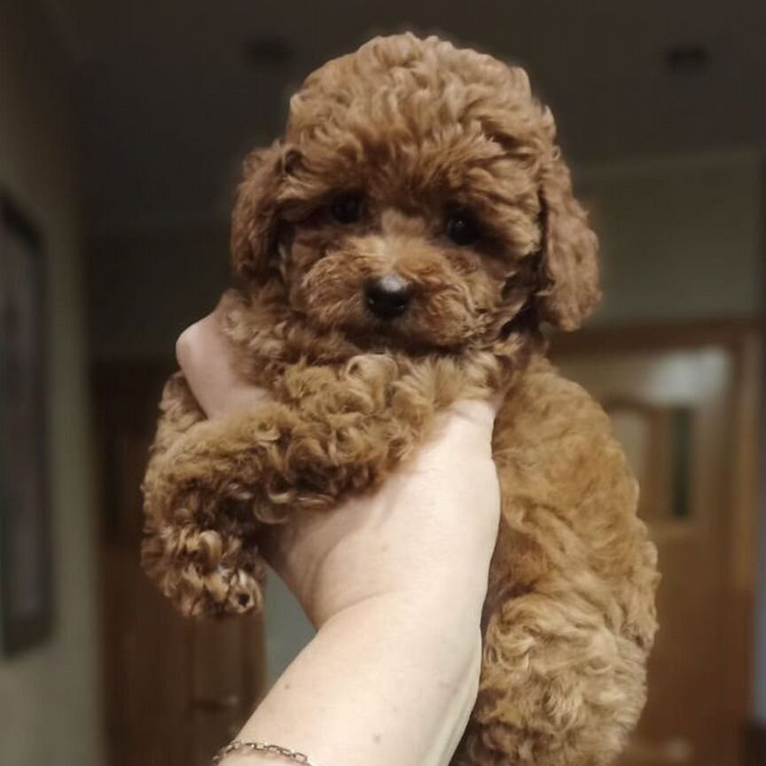 Той-пудель, щенок