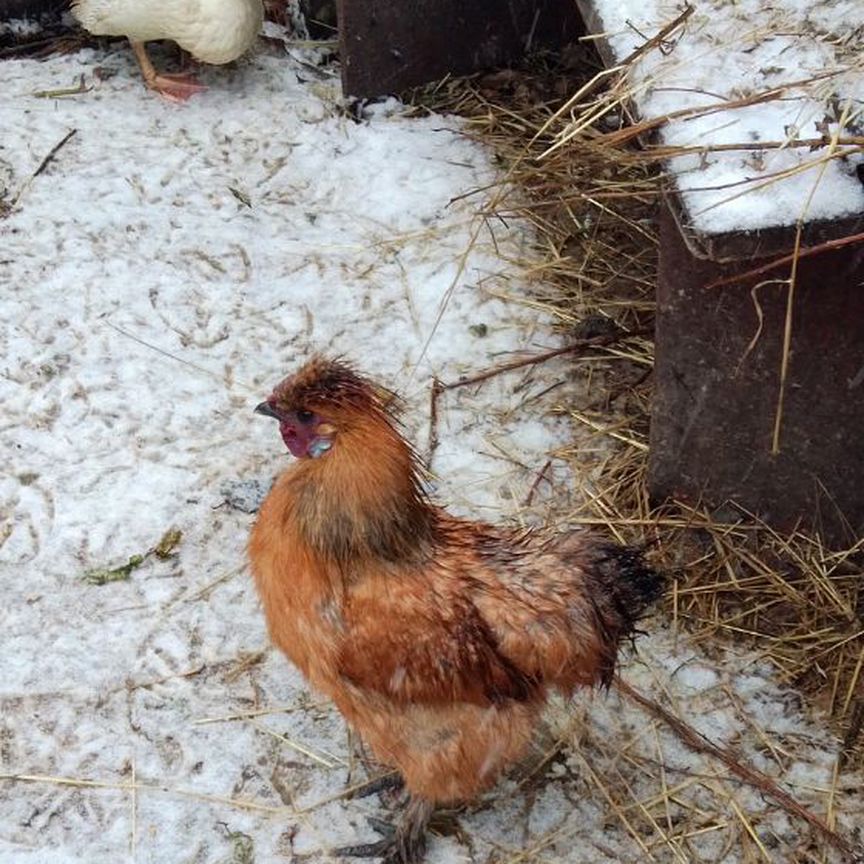 Молодые петушки китайские шёлковые