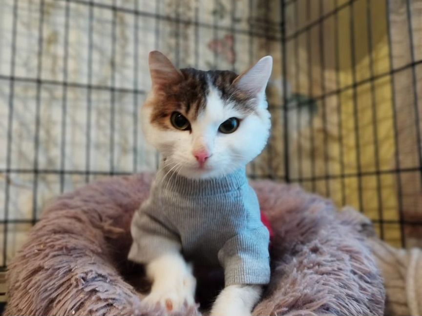 Хорошенький котик в добрые руки