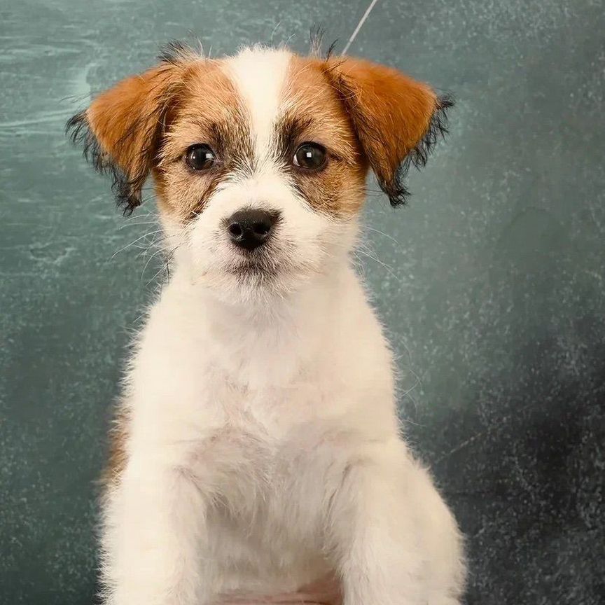 Щенок джек рассел (девочка)