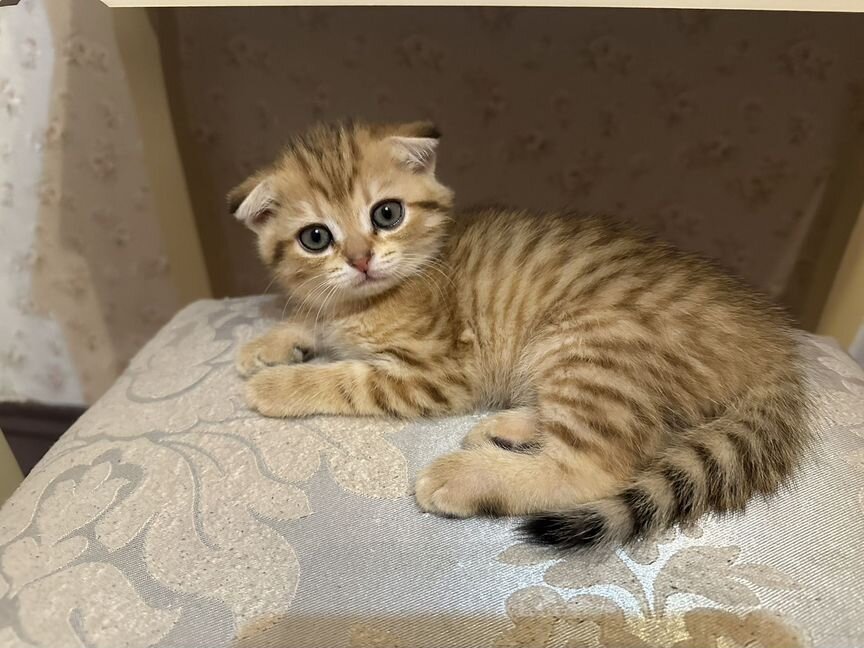 Котята золотая шиншилла