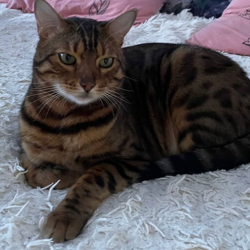 Бенгальская кошка, взрослая