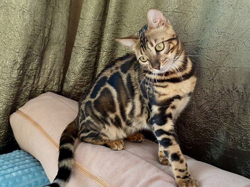 Бенгальская девочка в любимцы или разведение