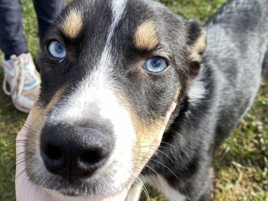 Собака лайка хаски мальчик