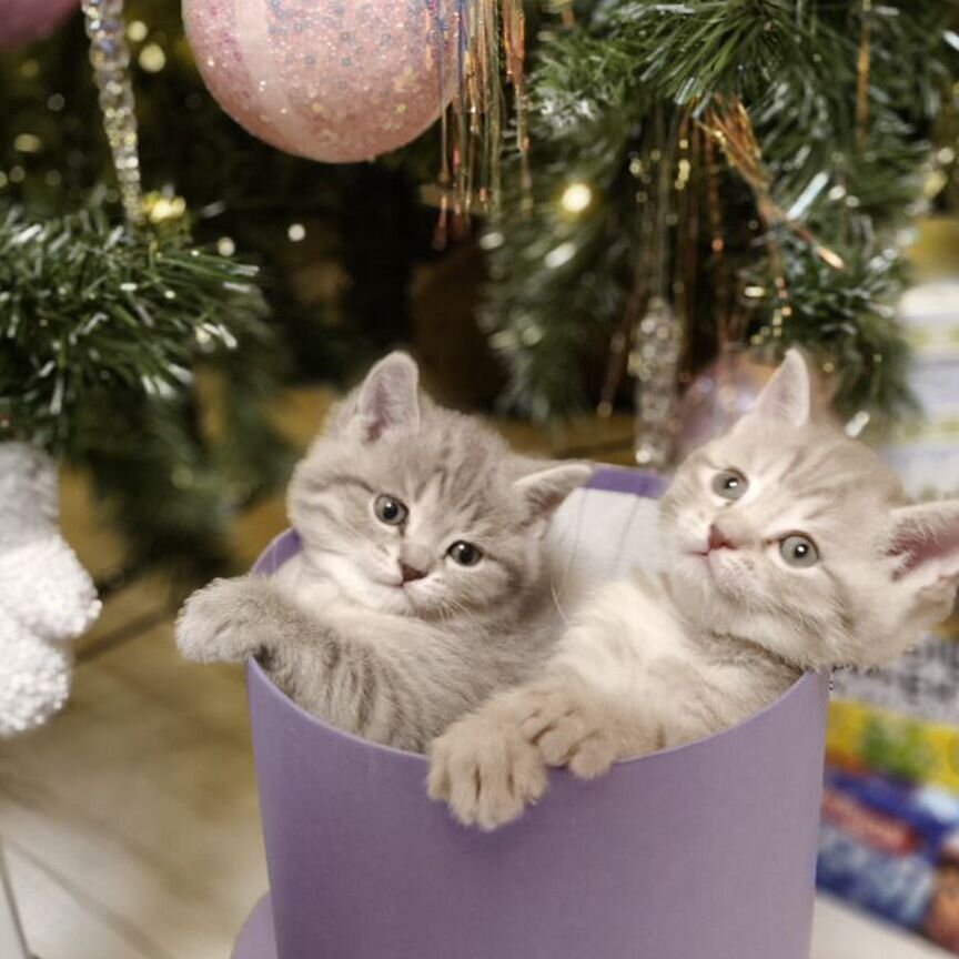 Шотландский прямоухий короткошёрстный котёнок