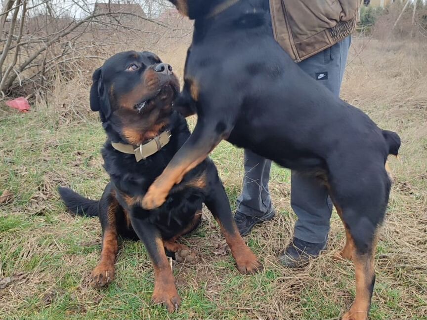 Щенки ротвейлера продажа