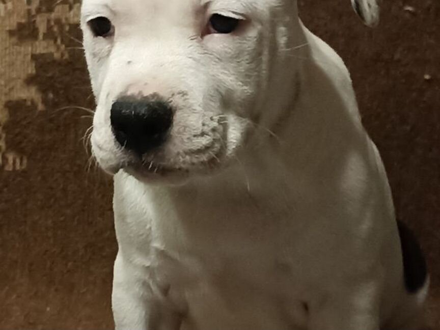 Девочка Ам стафф