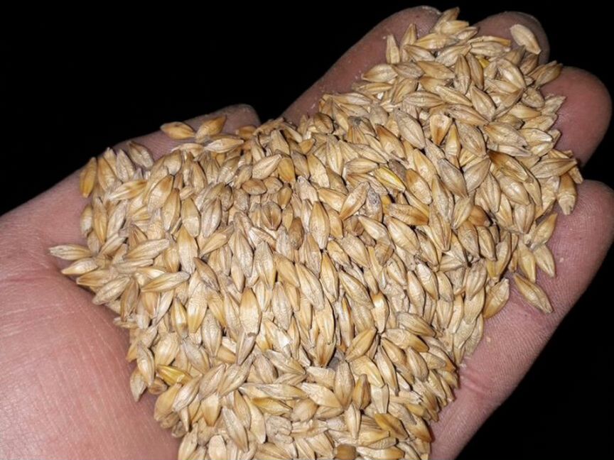 Пшеница 5 класса