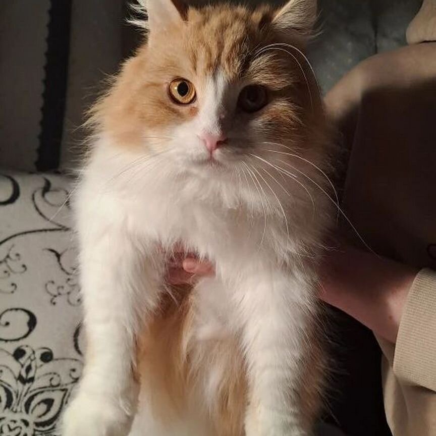 Взрослый кот в добрые руки