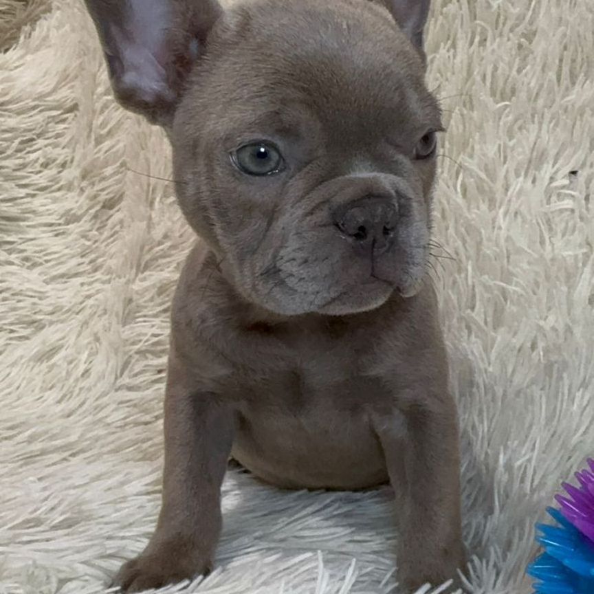 Французский бульдог щенки