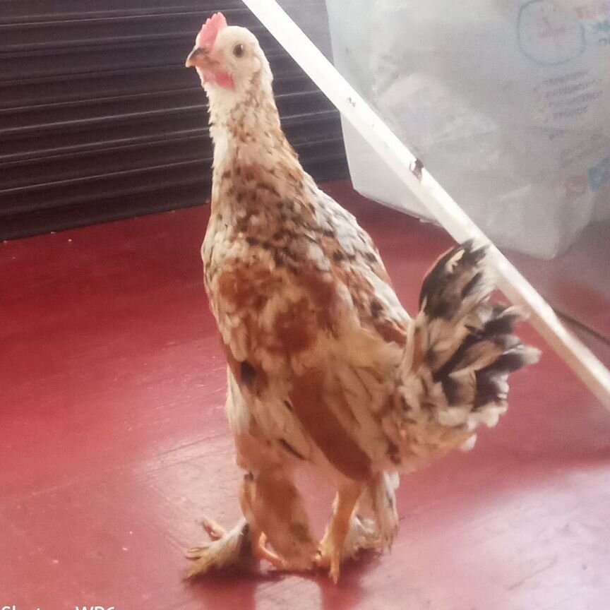 Молодые петушки Бентамка обмен или продажа