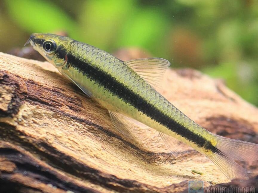 Сиамский водорослеед (пара)