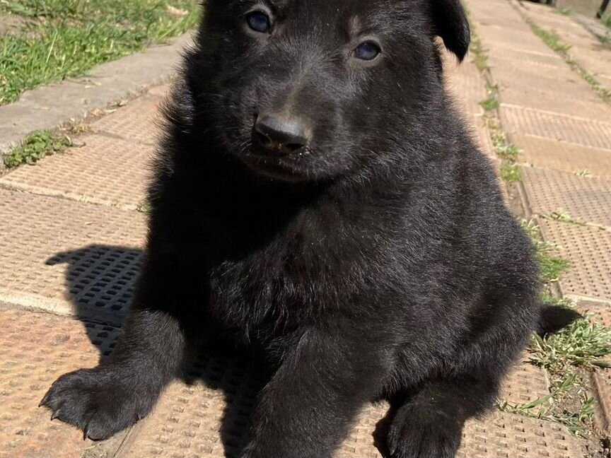 Продаю чистокровных щенков немецкой овчарки