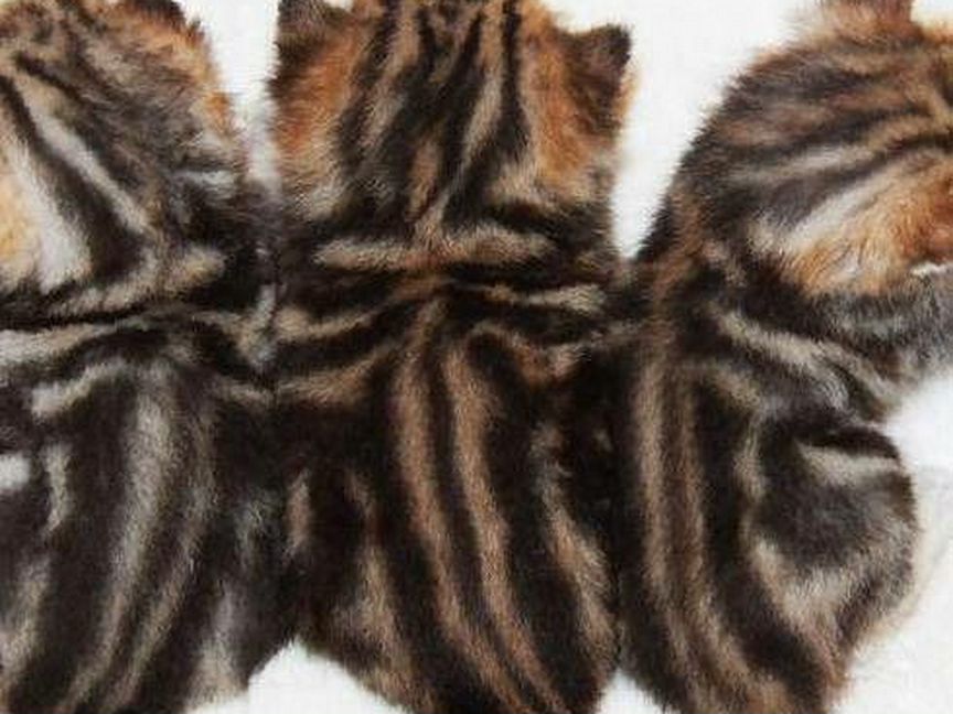 Вислоухие котята