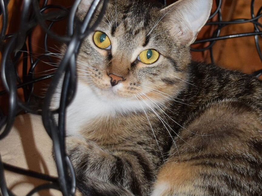Кот котёнок мальчик хороший добрый красивый