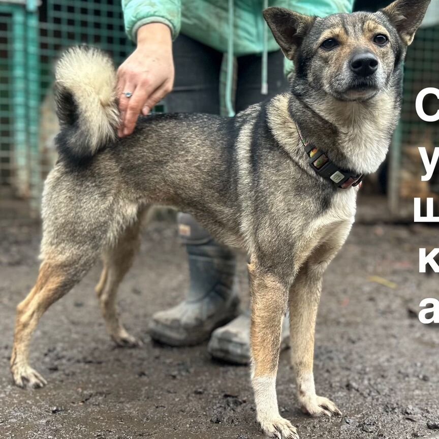 Взрослая собака в добрые руки