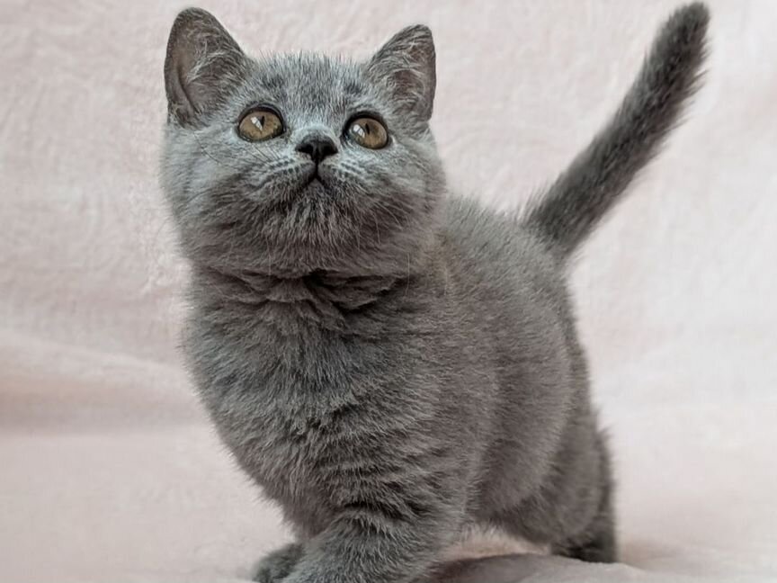 Британские котята